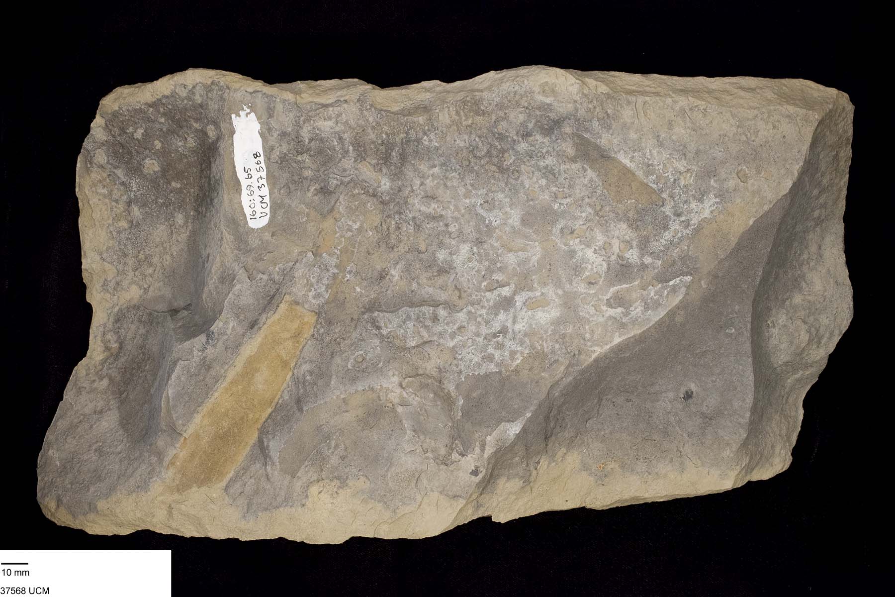 Baculites ovatus Say, 1820