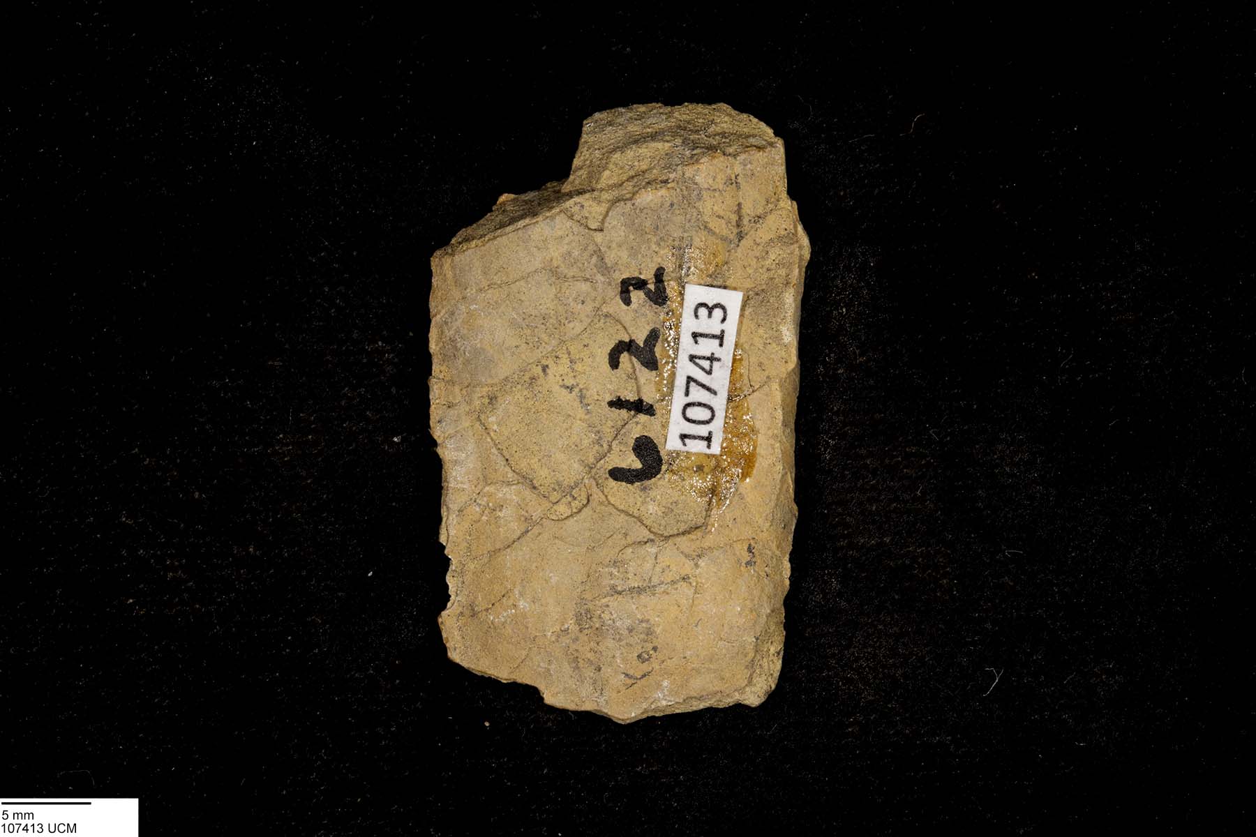 Baculites ovatus Say, 1820